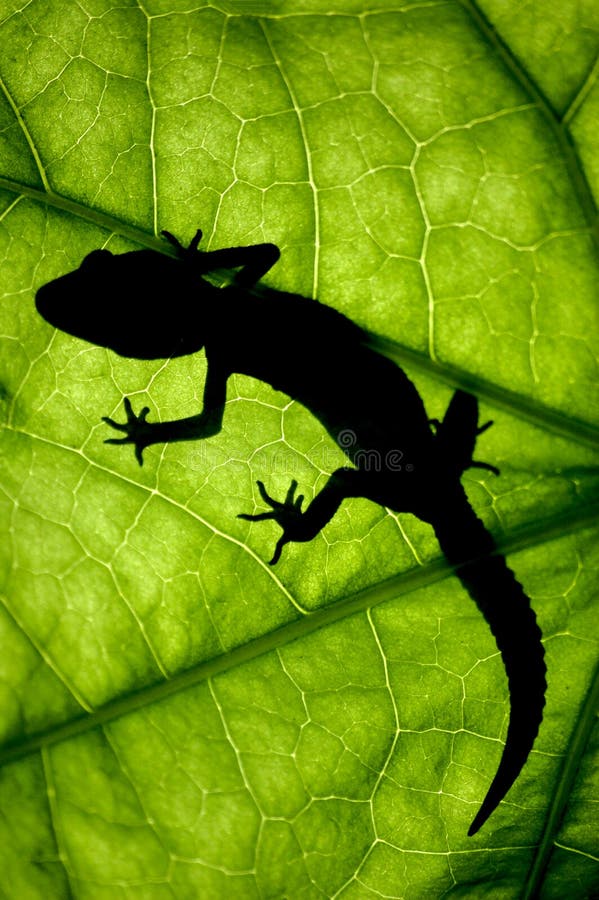 Leopard gecko stock image. Image of sunny, leopard, gecko - 5182725