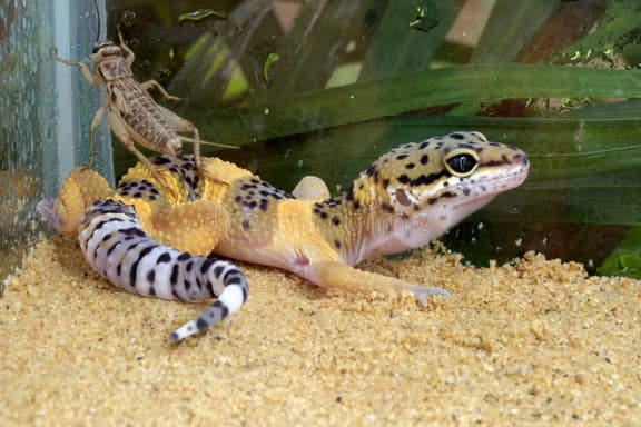 Leopard Gecko Group Stock Photos - Free & Royalty-Free Stock Photos ...