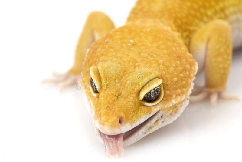 Leopard gecko eye stock image. Image of reptile, animal - 14638031