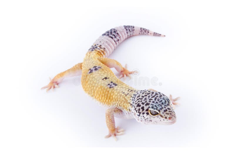 Leopard Gecko Picture. Image: 7770495