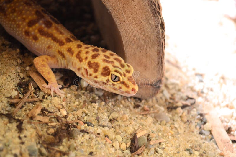 Leopard Gecko stock image. Image of reptile, closeup - 64303867