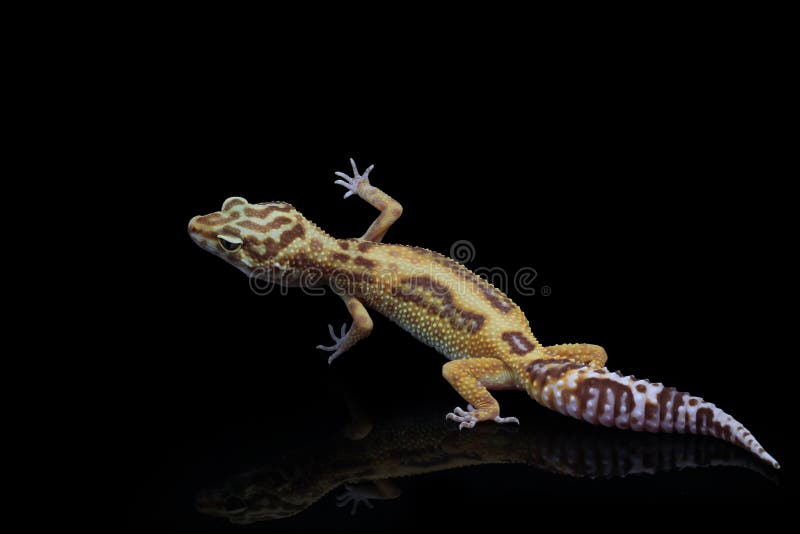 Leopard Gecko on Black Background Stock Image - Image of side, lizard ...