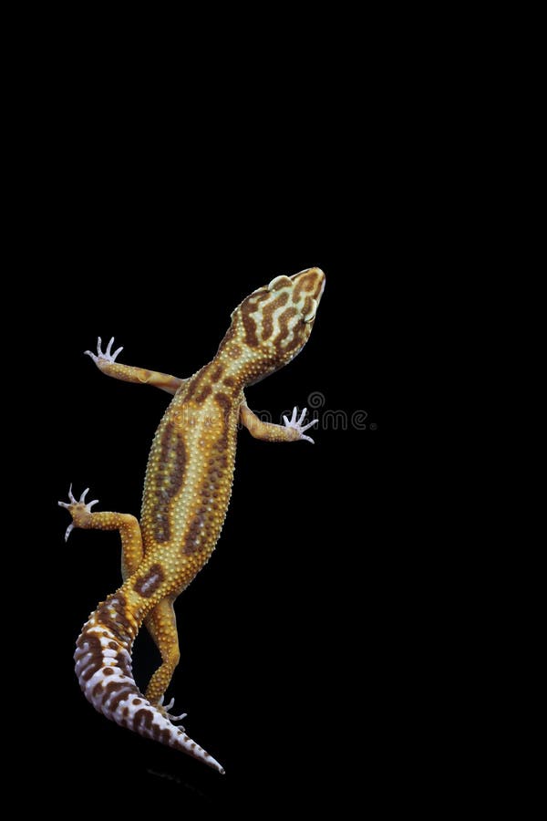 Leopard Gecko on Black Background Stock Photo - Image of macro ...