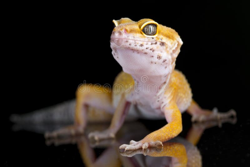 Closeup Leopard Gecko on Black Background Stock Image - Image of dirt ...