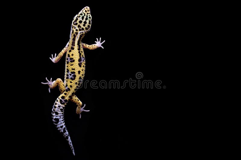 Gecko top view stock image. Image of reptilian, gecko - 38601983