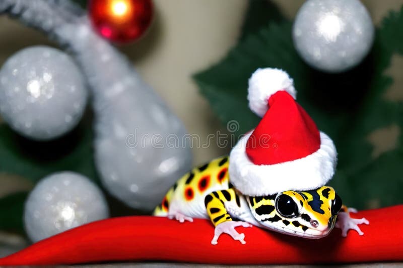 A Leopard Gecko in a Christmas Suite at 23-9-2024 Stock Illustration ...