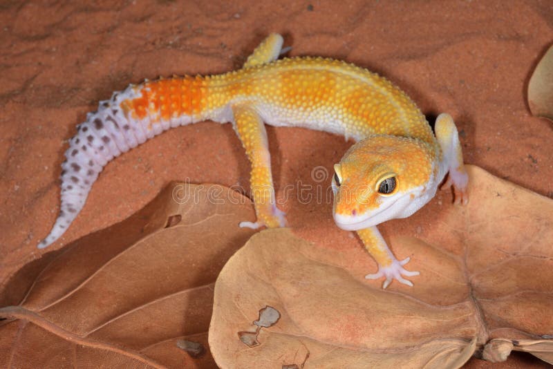 Leopard Gecko stock photo. Image of gecko, head, nature - 33214198
