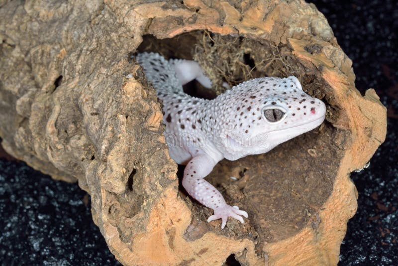 Leopard Gecko stock photo. Image of nature, face, natural - 33214110