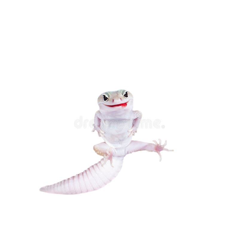 Dancing Gecko Stock Photos - Free & Royalty-Free Stock Photos from ...
