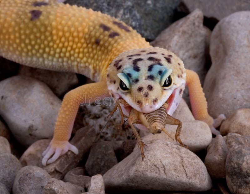 Leopard Gecko, Der Kricket Isst Stockbild - Bild von geschöpf, essen ...
