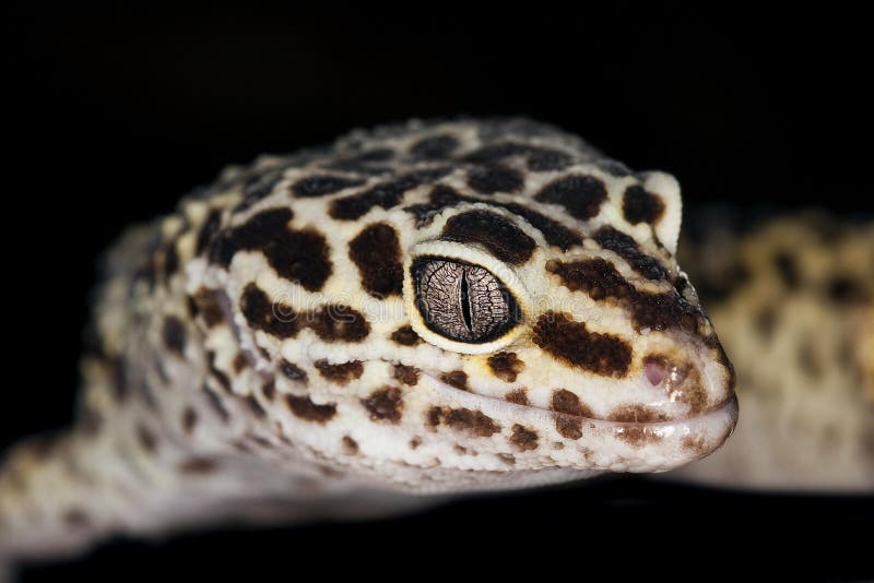 LEOPARD GECKO Eublepharis Macularius, ADULT, CLOSE-UP of HEAD Stock ...