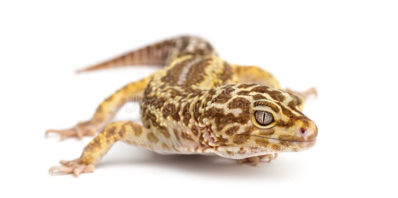 182 Leopard Gecko Side View Stock Photos - Free & Royalty-Free Stock ...