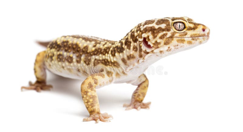 Leopard Gecko Side View Stock Photos - Download 69 Royalty Free Photos
