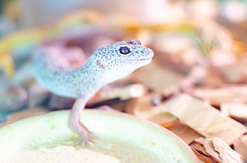 Leopard Gecko Eublepharis Macularius . Care and Breeding Reptiles at ...
