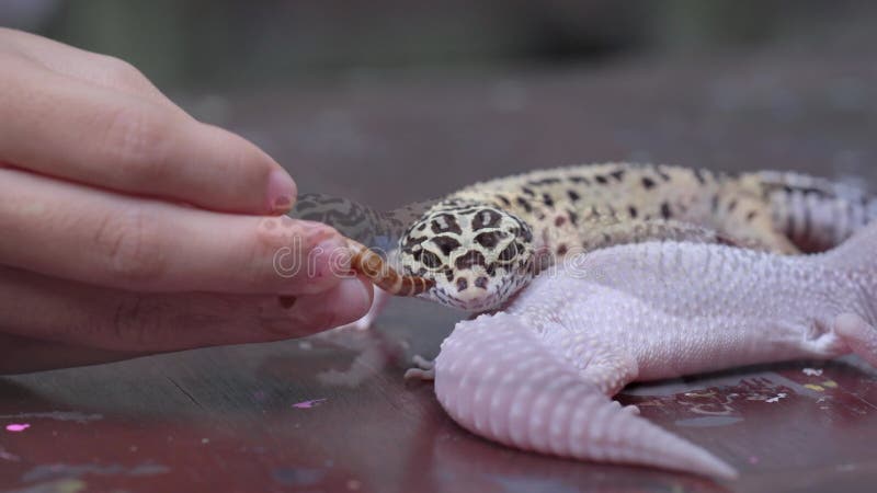 Leopard Gecko ( Eublepharis Macularius ) Stock Footage - Video of ...