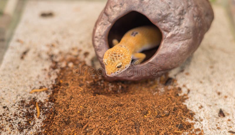 Leopard Gecko & X28;Eublepharis Macularius& X29; Lizard on Sand Stock ...