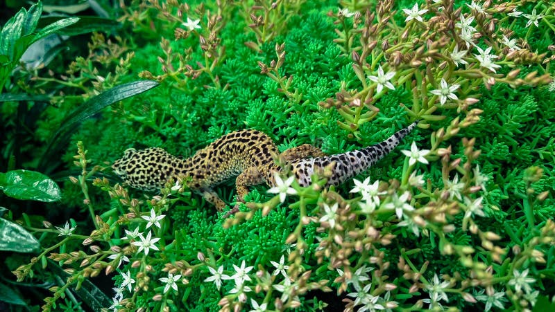 Cathemeral Ground Dwelling Lizard Stock Photos - Free & Royalty-Free ...