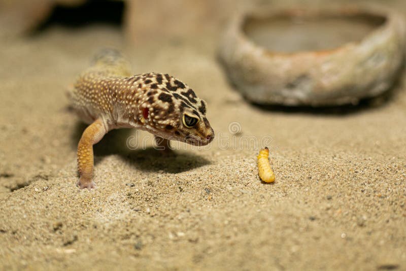 A Leopard Gecko Eyeing Its Prey Stock Photo - Image of prey, poses ...