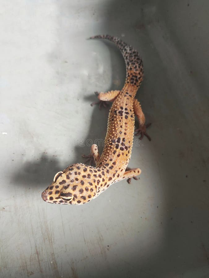 Leopard Gecko on the Floor with a Beautiful Body Pattern Stock Photo ...