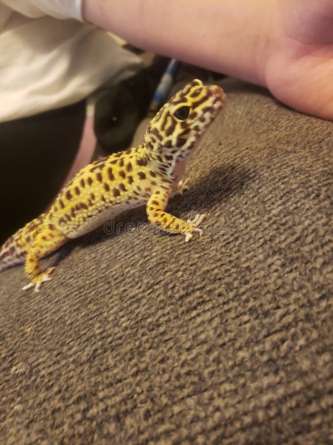 Leopard gecko friend stock photo. Image of animal, finger - 224094888