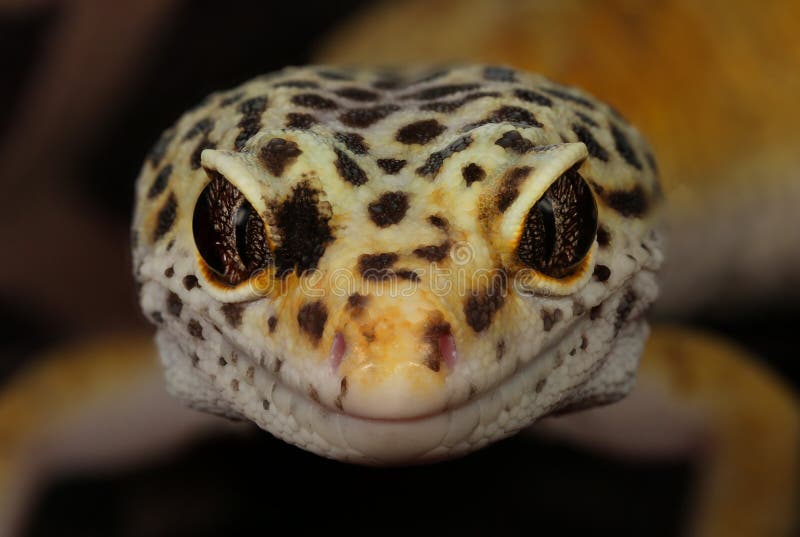 Leopard Gecko Stock Photo - Image: 55336263