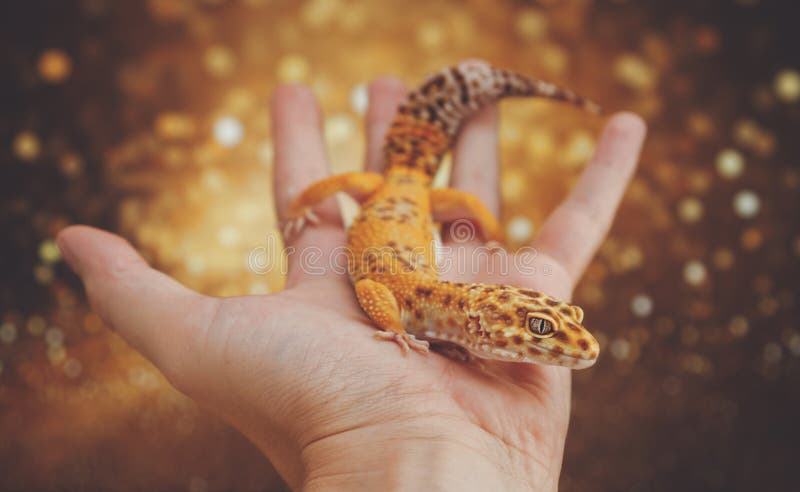 Leopard Gecko Staring Under Rock Stock Photo - Image of rocks, lizard ...