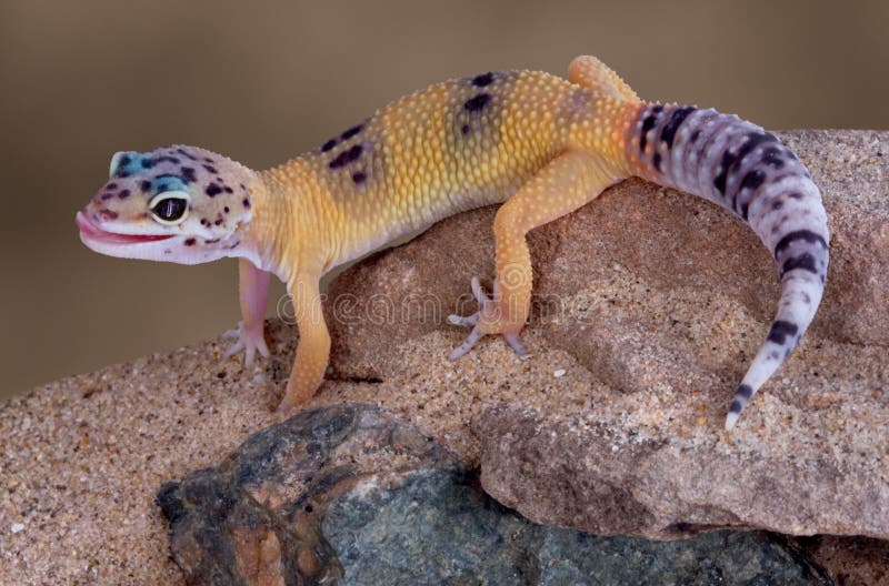 Leopard gecko licking lips stock image. Image of vertebrate - 4137717