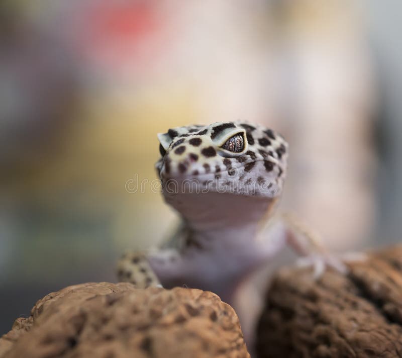 Gecko, Lizard, Leopard Lizard Gecko Stock Photo - Image of ...
