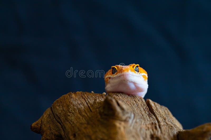 Leopard Gecko Lizard, Close Up Macro. Cute Leopard Gecko Portrait ...