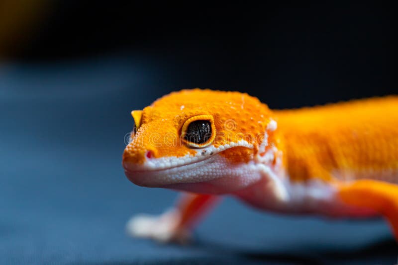Leopard Gecko Lizard, Close Up Macro. Cute Leopard Gecko Portrait ...
