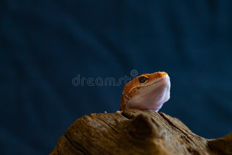 Leopard Gecko Lizard, Close Up Macro. Cute Leopard Gecko Portrait & X28 ...