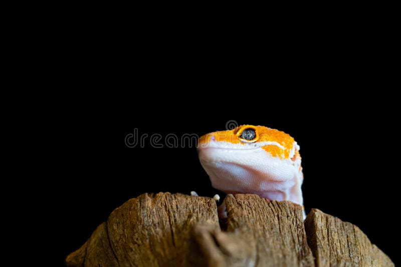 Leopard Gecko Lizard, Close Up Macro. Cute Leopard Gecko Portrait & X28 ...