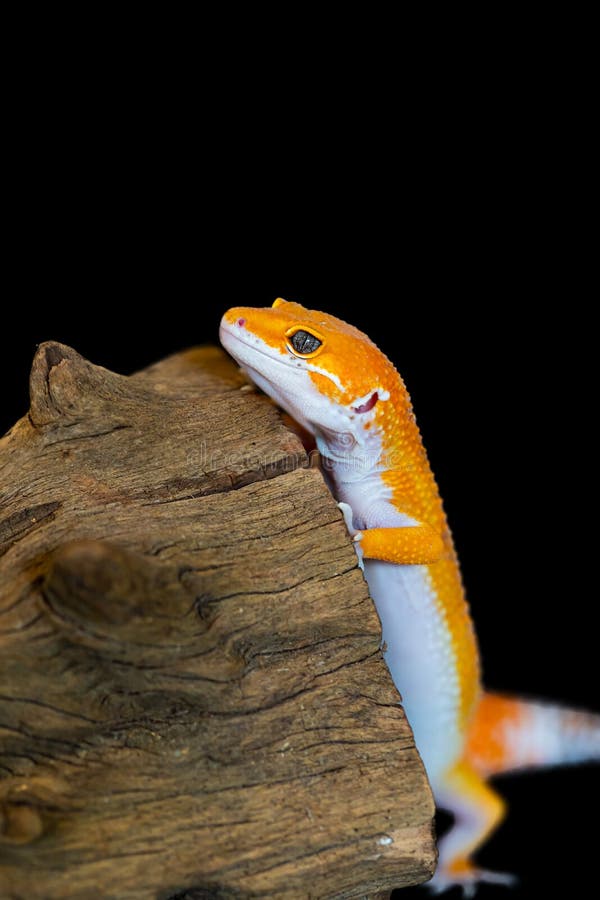 Leopard Gecko Lizard, Close Up Macro. Cute Leopard Gecko Portrait & X28 ...
