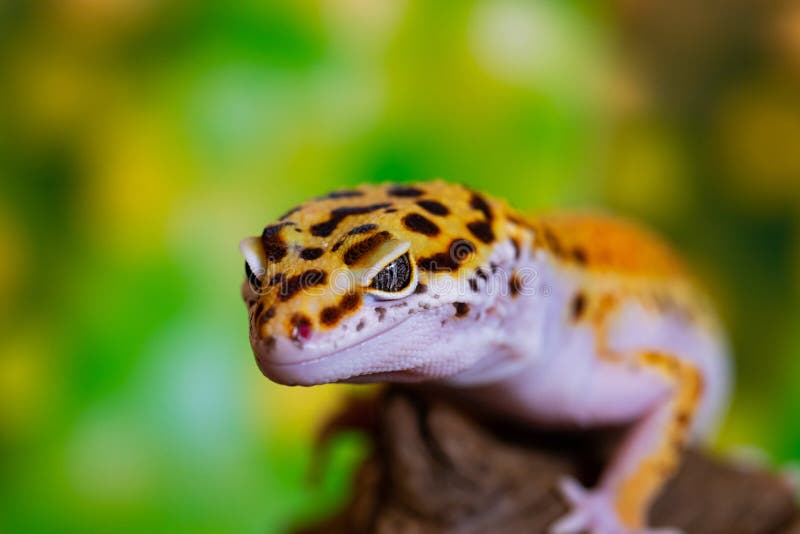 Leopard Gecko Lizard, Close Up Macro. Cute Leopard Gecko Portrait ...