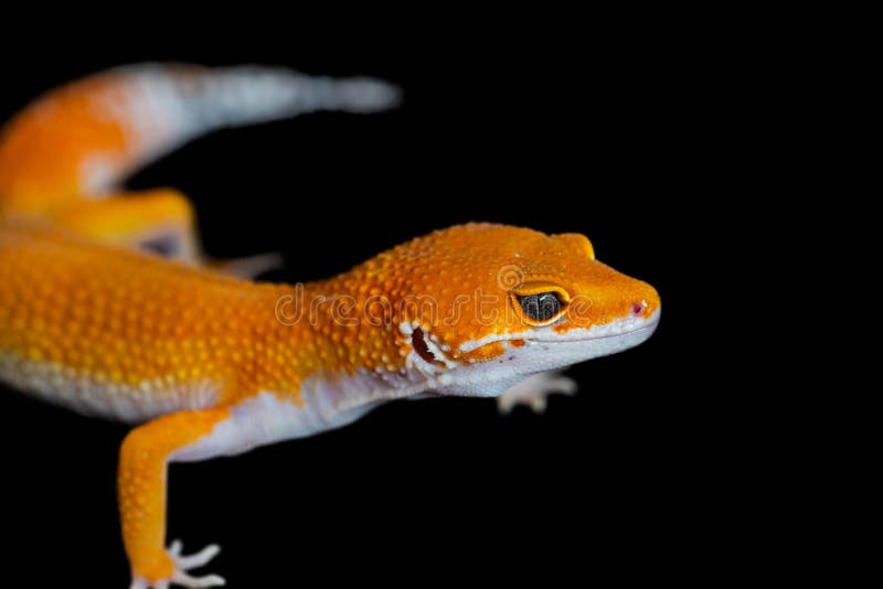 Leopard Gecko Lizard, Close Up Macro. Cute Leopard Gecko Portrait ...
