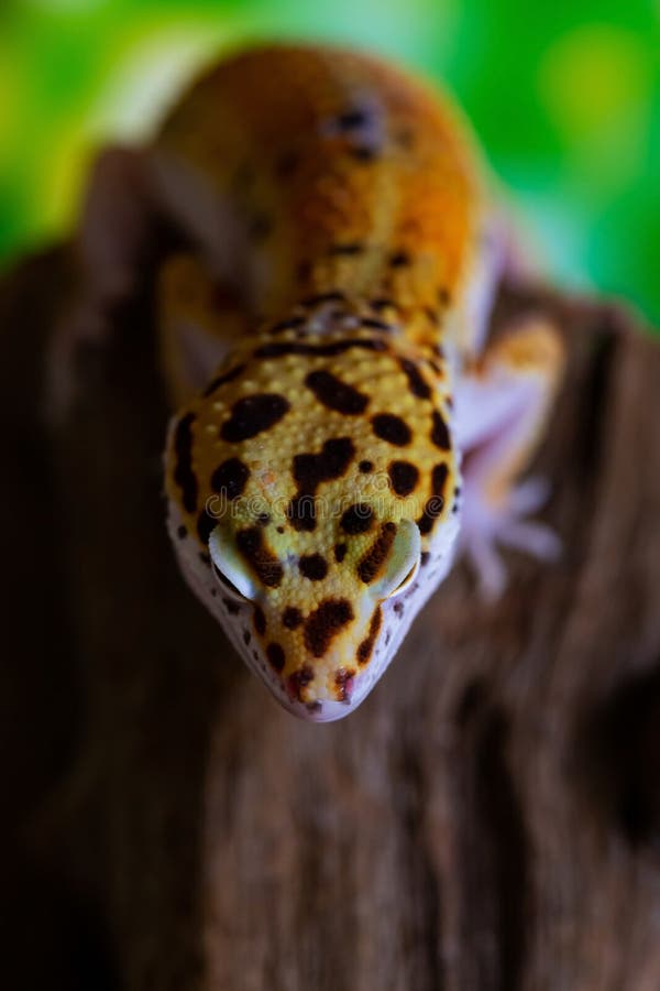 Leopard Gecko Lizard, Close Up Macro. Cute Leopard Gecko Portrait & X28 ...