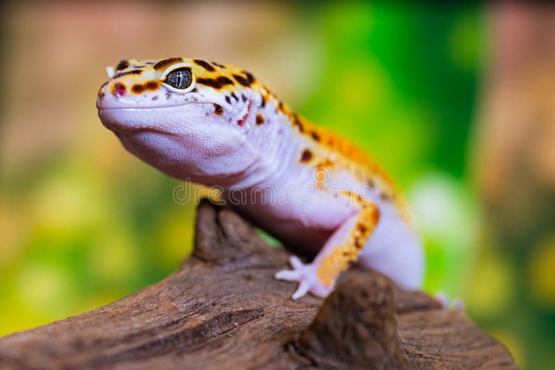 Leopard Gecko Lizard, Close Up Macro. Cute Leopard Gecko Portrait & X28 ...