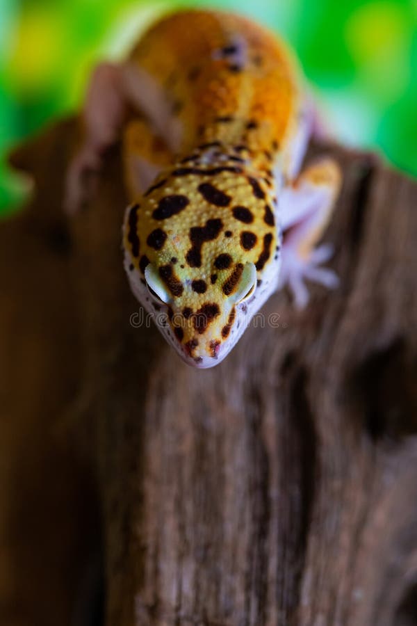 Leopard Gecko Lizard, Close Up Macro. Cute Leopard Gecko Portrait & X28 ...