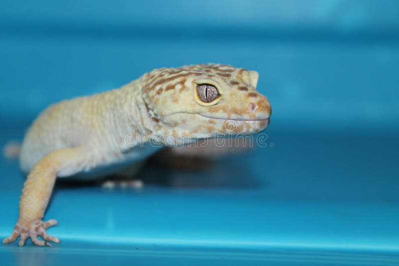 Leopard Gecko Blue Eye Stock Photos - Free & Royalty-Free Stock Photos ...