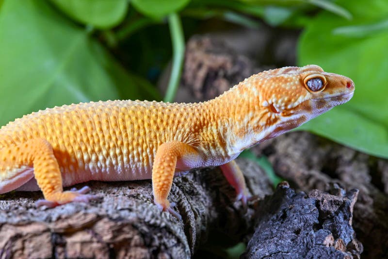 Leopard Gecko on a log stock photo. Image of crawl, yellow - 359796434