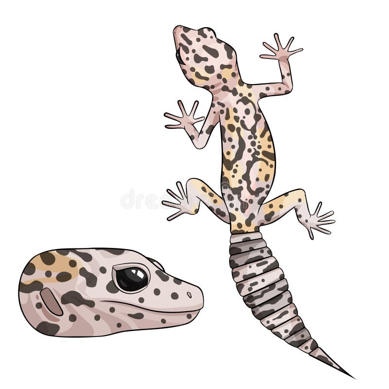 Leopard gecko Mack snow stock vector. Illustration of mack - 293493120