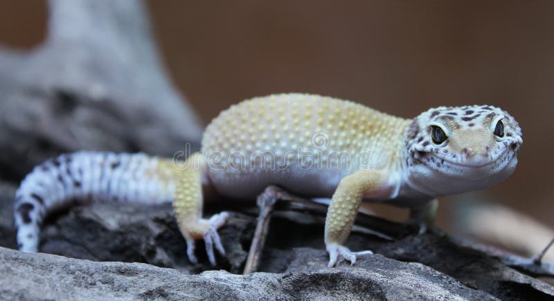 122 Kadal Stock Photos - Free & Royalty-Free Stock Photos from Dreamstime