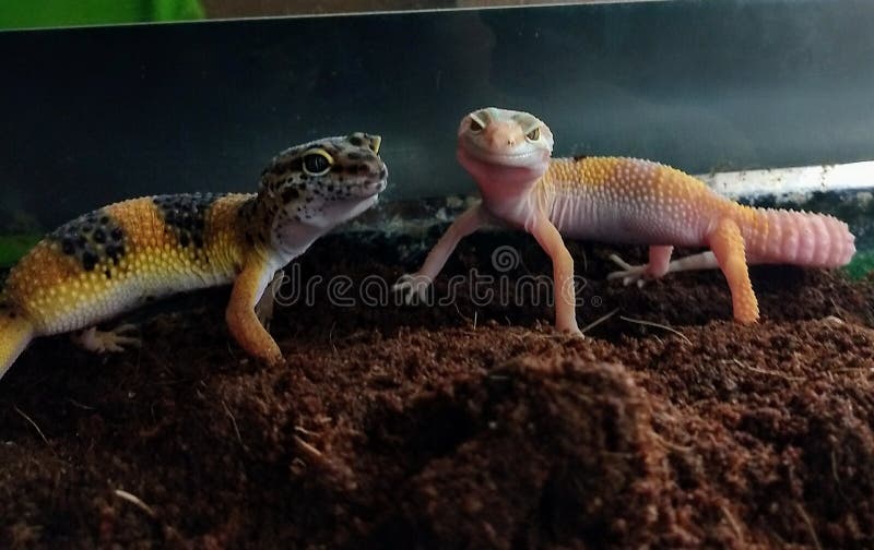 Two leopard geckos stock image. Image of colors, front - 22761957