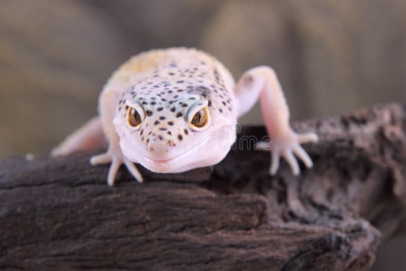 Leopard gecko eye stock image. Image of reptile, animal - 14638031