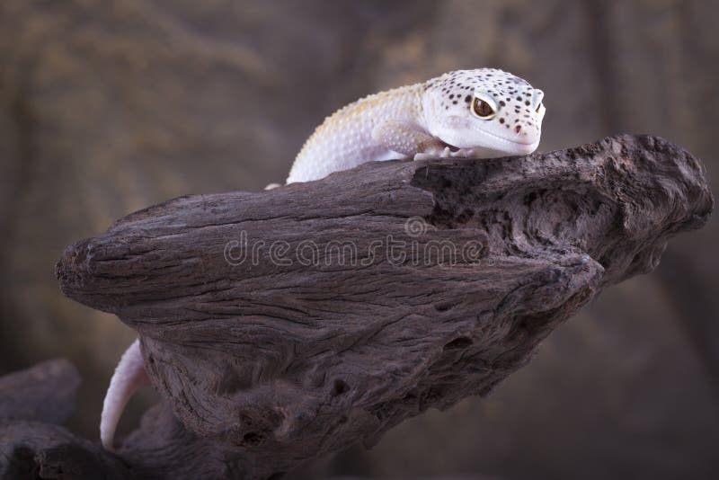 Leopard gecko eye stock image. Image of reptile, animal - 14638031