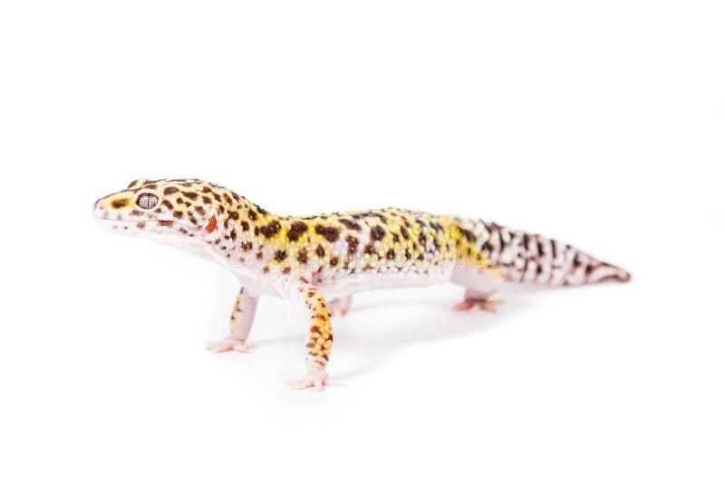 Picture of a Gecko and a Green Snake Fighting Each Other Stock Photo ...