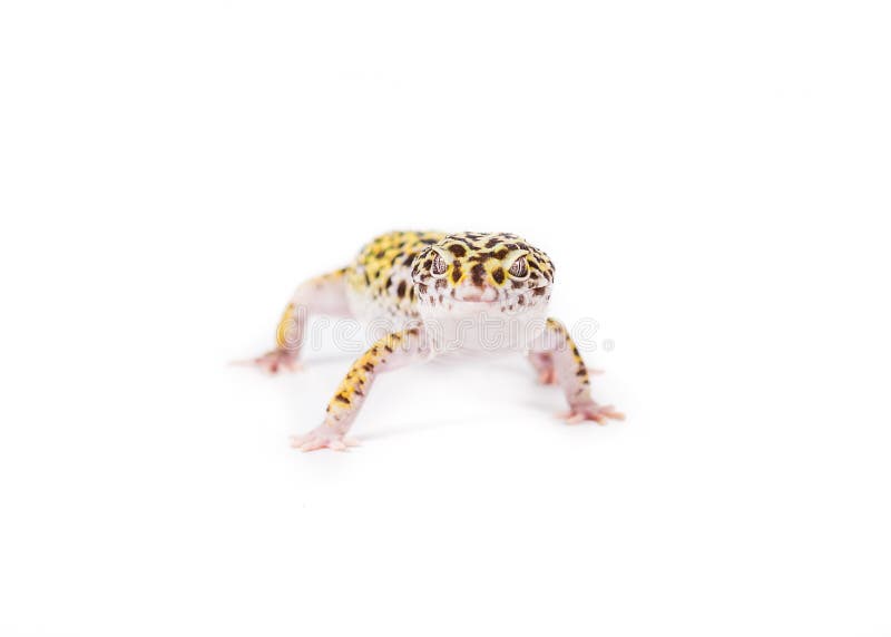 182 Leopard Gecko Side View Stock Photos - Free & Royalty-Free Stock ...