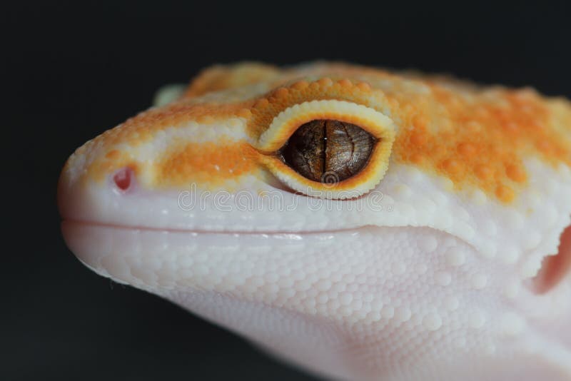 Leopard Gecko Portrait Macro Stock Photo - Image of yellow, macularius ...