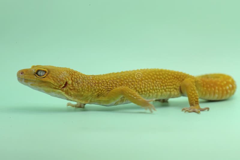A Leopard Gecko is Posing in a Distinctive Style Against a Light Green ...