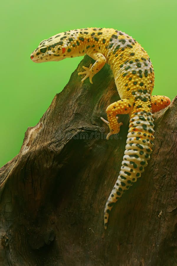 A Leopard Gecko is Posing in a Distinctive Style. Stock Image - Image ...